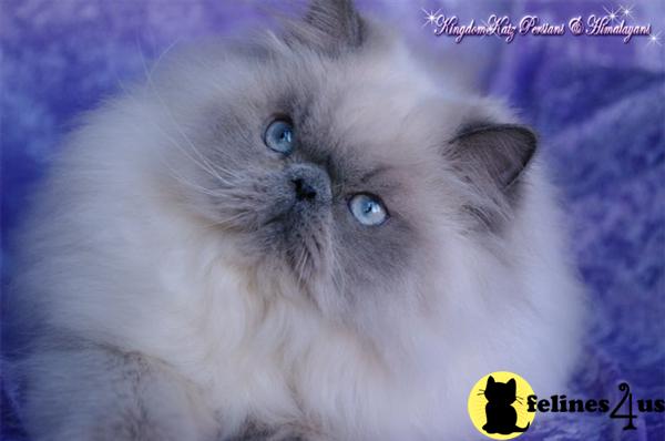8 month old Gorgeous Blue Point Himalayan Male