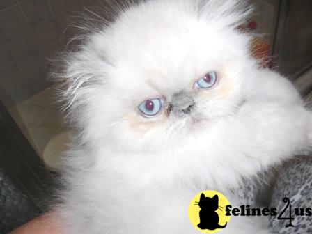 BEAUTIFUL BLUE LYNX POINT PERSIAN HIMALAYAN BORN APRIL 23