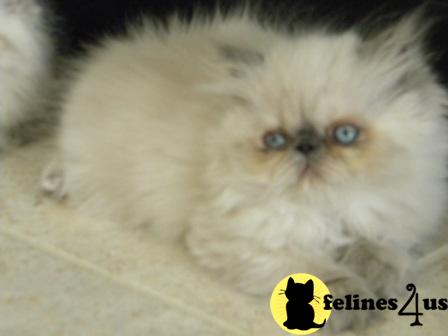 BEAUTIFUL BLUE LYNX POINT PERSIAN HIMALAYAN BORN APRIL 23