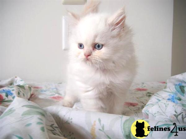 Cream Point Himalayan Female