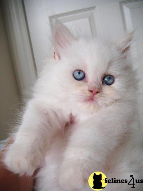 Cream Point Himalayan Female