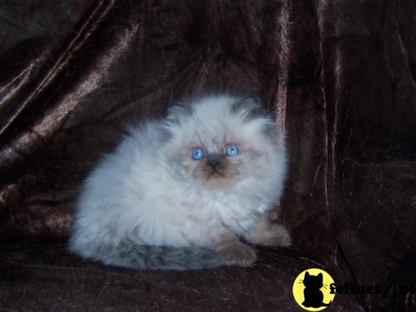Blue Cream Point Himalayan Kittens