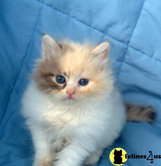 Seal Bicolor Mink Ragdoll