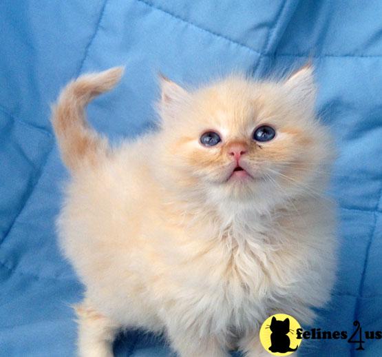 Flame Mink Ragdoll Kitten