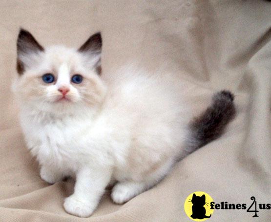Sweet Ragdoll Boy