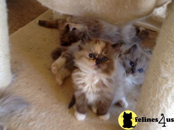 Ragdoll Kitten for Sale: Seal Tortie Mink Mitted Ragdoll 9 Yrs and 6 ...