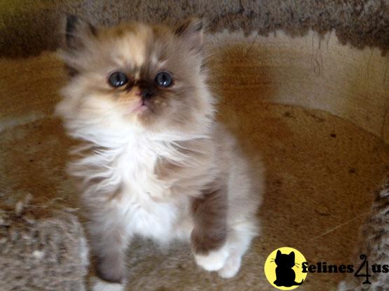 Ragdoll Kitten for Sale: Seal Tortie Mink Mitted Ragdoll 9 Yrs and 6 ...