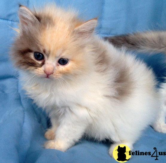 Seal Bicolor Mink Ragdoll