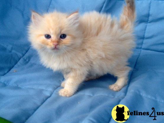 Flame Mink Ragdoll Kitten