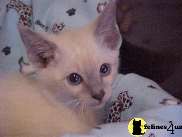 CFA REG. SIAMESE KITTENS for sale