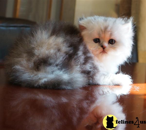 Silver Patched Tabby and white Persian kitten Vipe for sale