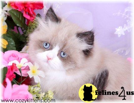 Himalayan Kitten for Sale: Adorable Himalayan Kittens - Bright Blue ...