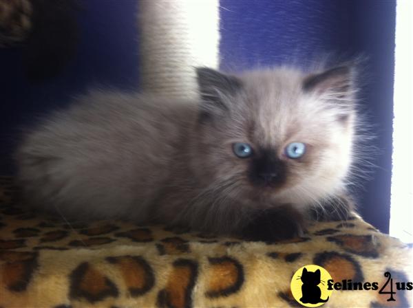 Adorable Himalayan Kittens