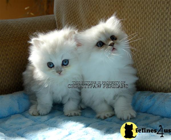 STUNNING FANCY FEAST PERSIAN KITTENS FOR SALE