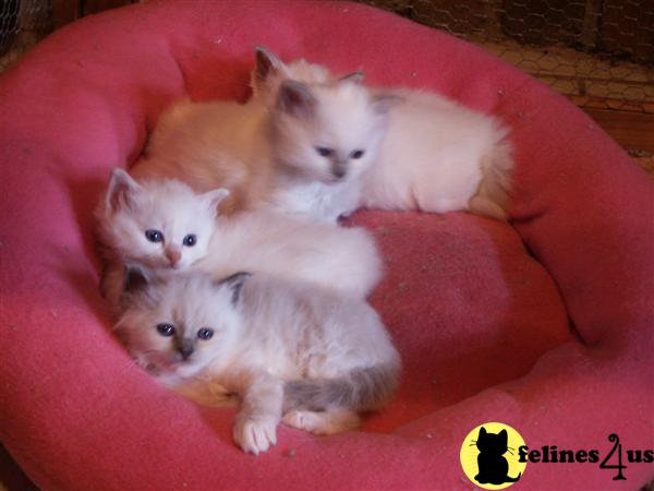 BEAUTIFUL BIRMAN KITTENS READY NOW FOR THEIR NEW FAMILY
