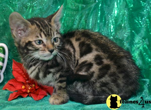 Beautiful Rosetted Bengal kittens and young adults available