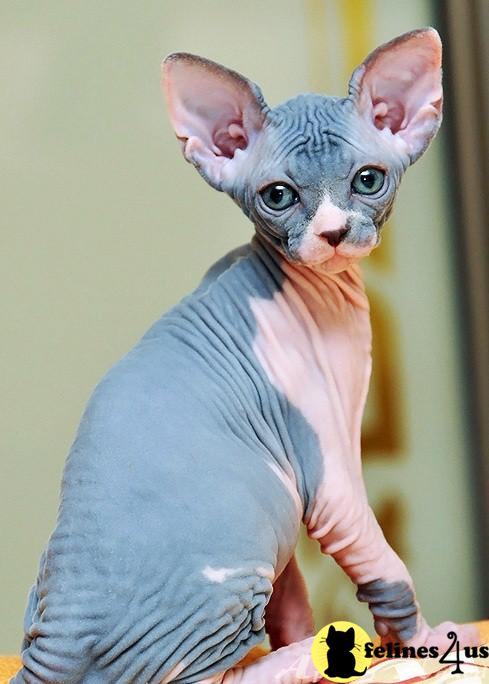Blue White Sphynx Kittens