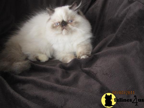 Tortie Point Himalayan Kitten -female
