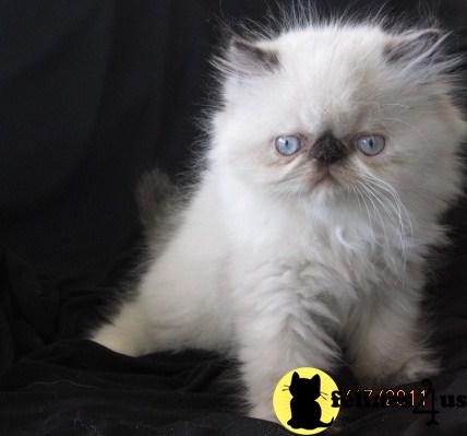 Tortie Point Himalayan Kitten -female
