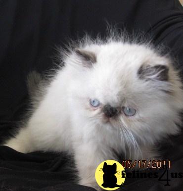 Tortie Point Himalayan Kitten -female