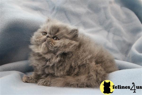 Persian Kitten for Sale: Beautiful CFA Registered Blue Cream Persian ...