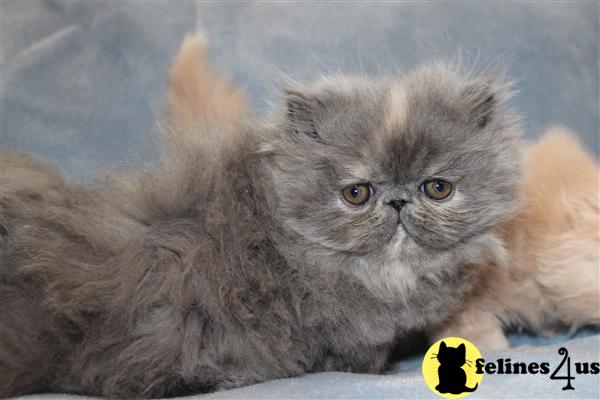 Persian Kitten for Sale: Beautiful CFA Registered Blue Cream Persian ...