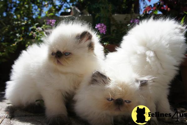 Himalayan Kitten for Sale: Chocolate Point Persian Himalayan Kittens 12 ...