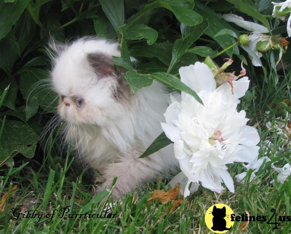 Himalayan Kitten for Sale: Beautiful Chocolate Tortie Point Baby 13 Yrs ...