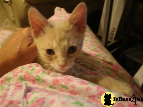 Sphynx Outcross for sale