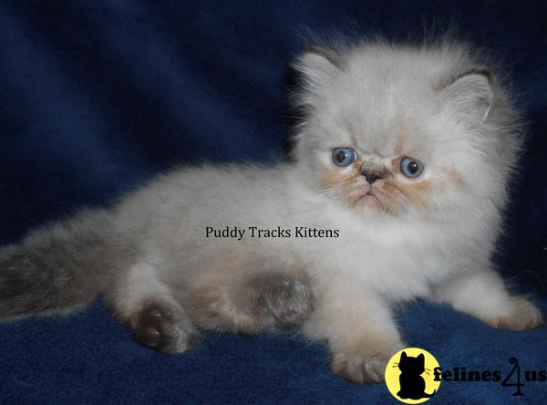 Beautiful Seal Lynx Point Himalayan Baby Girl - SOLD