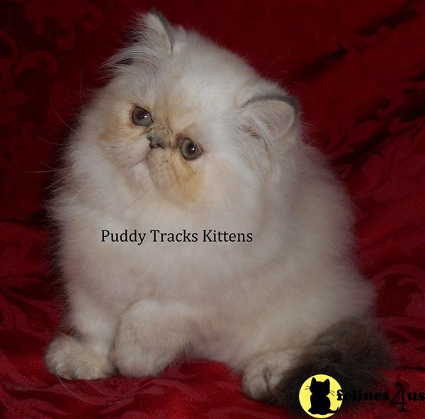 Himalayan Kitten for Sale: Very Pretty Tortie Lynx Point Himalayan Baby ...