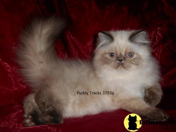 Beautiful Seal Lynx Point Himalayan Baby Girl - I Fly For $199