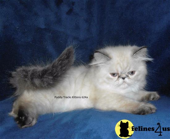Beautiful Tortie Lynx Point Himalayan Baby Girl - SOLD