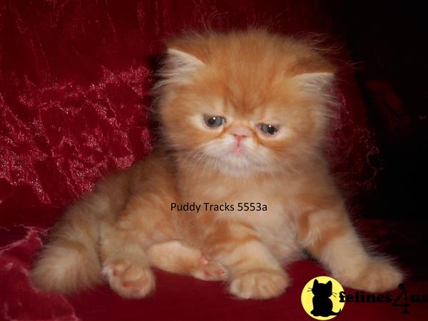 Gorgeous Red Tabby Exotic Long Hair Baby Boy
