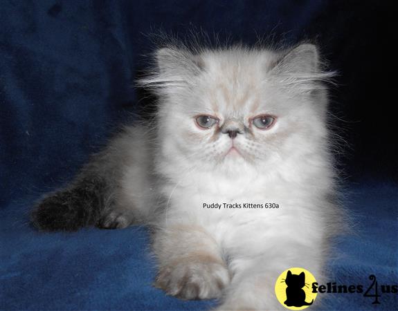 Beautiful Tortie Lynx Point Himalayan Baby Girl - SOLD