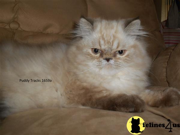 Beautiful Seal Lynx Point Himalayan Baby Boy - I Fly For $199