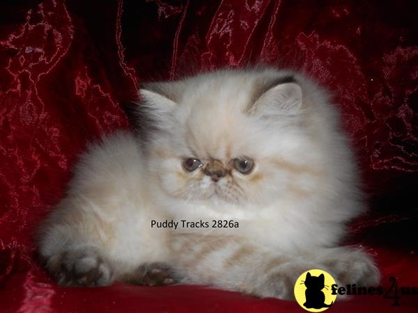 Stunning Seal Lynx Point Himalayan Baby Boy - I Fly For $199