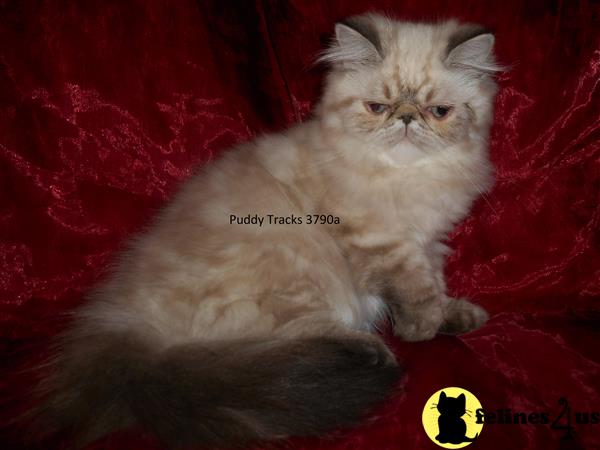 Gorgeous Seal Lynx Point Himalayan Baby Girl - I Fly For $199