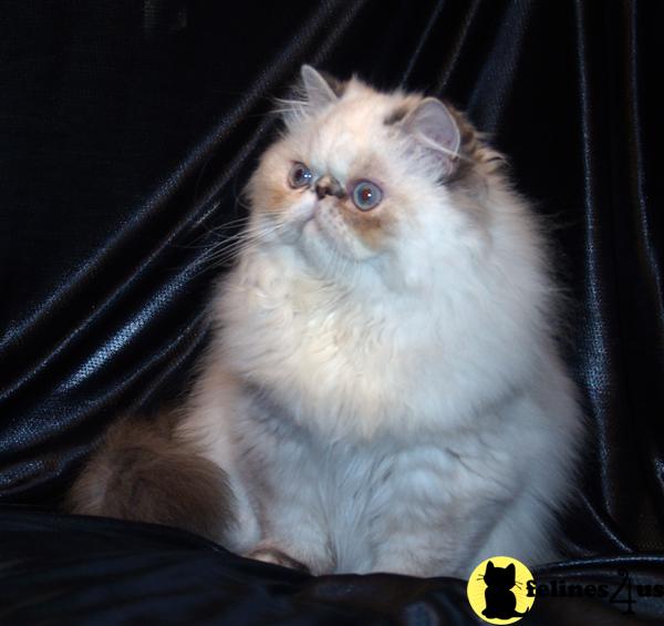 Tortie Point Himalayan Kittens
