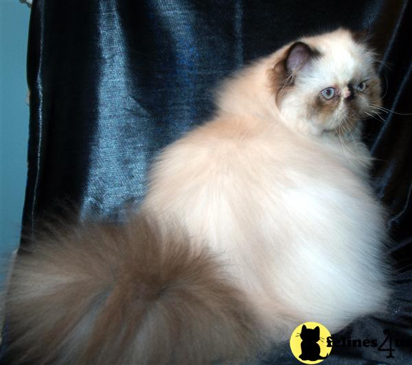 Tortie Point Himalayan Kittens