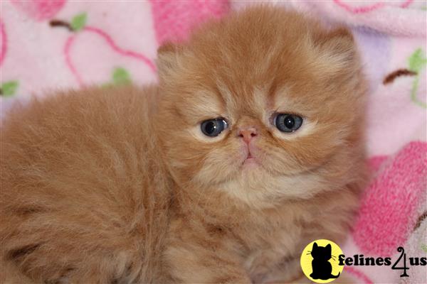 CFA RED FEMALE PERSIAN