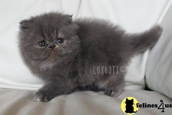 Blue Cream Persian Female