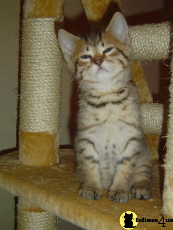 PixieBob kittens in Colorado