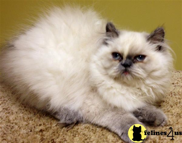 Persian Himalayan Kitten - Female Silver Point