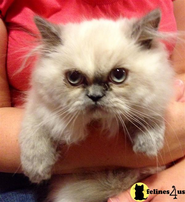 Persian Himalayan Kitten - Female Silver Point