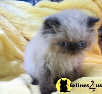 Seal Point Himalayan male kitten available