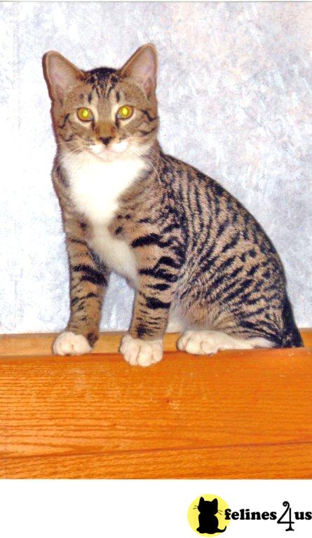 BENGAL-MANX KITTENS for sale
