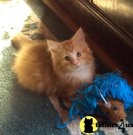 Manx Kitten for Sale: MANX and BENGAL- MANX KITTENS 7 Yrs and 4 Mths old