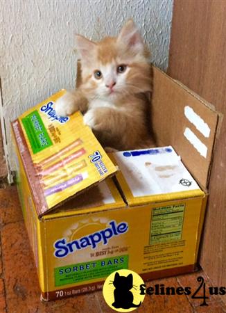 Manx Kitten for Sale: MANX and BENGAL- MANX KITTENS 7 Yrs and 4 Mths old