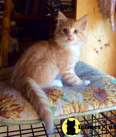 Manx Kitten for Sale: MANX and BENGAL- MANX KITTENS 7 Yrs and 4 Mths old